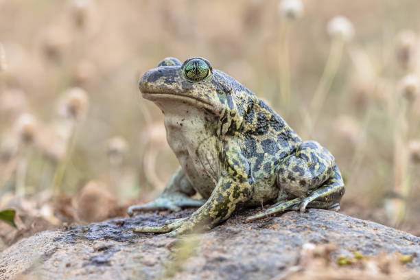 90 Sapo De Espuelas Fotos Fotografías De Stock Fotos E Imágenes
