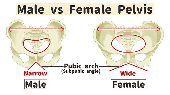 Differences Between Male Pelvis And Female Pelvis Anatomy Of Skeleton ... Differences Between Male Pelvis And Female Pelvis Anatomy Of Skeleton ...