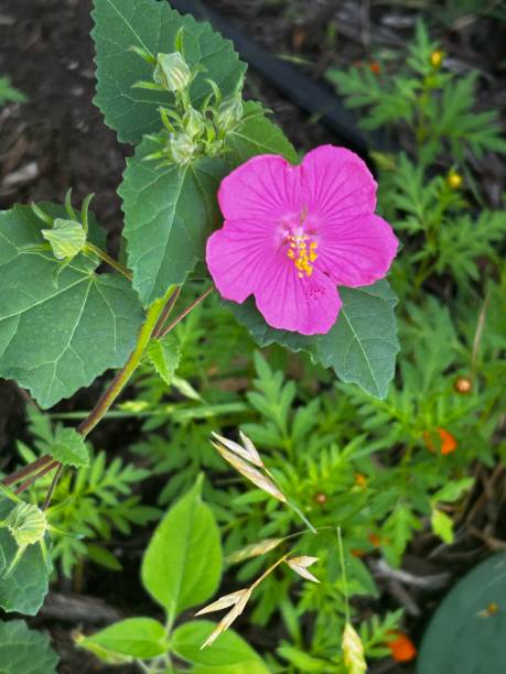 Rockrose Ornamental Plant - Free photo on Pixabay