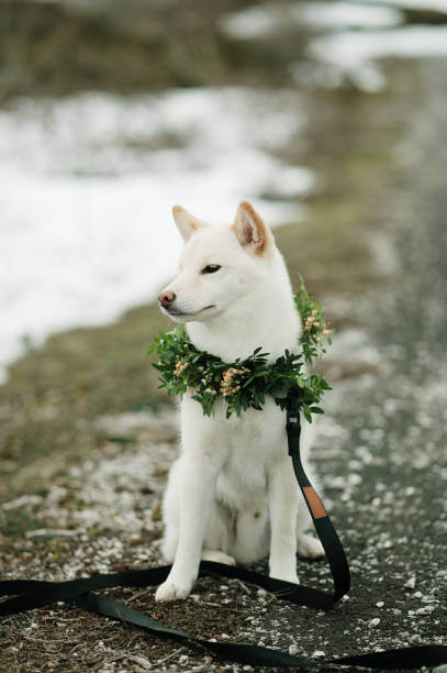 Free Stock Photo of White dog with a green peace sign on its back ...