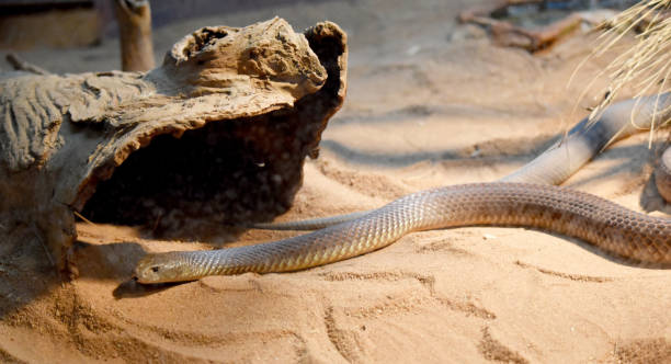 Free picture: A cave racer snake (Elaphe taeniura)