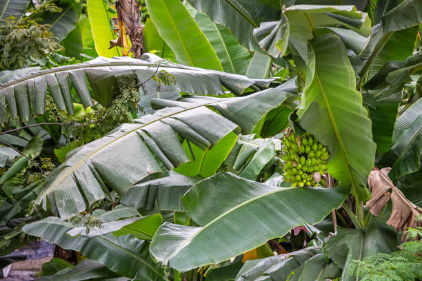 Free picture: Banana tree with a bunch of bananas and big flower (Musa ...