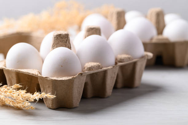 Free Stock Photo of White Leghorn Hen | Download Free Images and Free ...