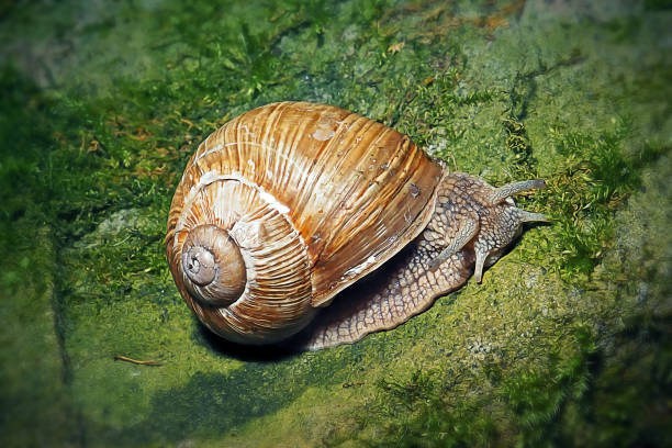 Free helicidae stock photos. Download the best free helicidae images at ...