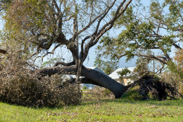 Free picture: Bending trees by hurricane wind and destroyed tree trunks