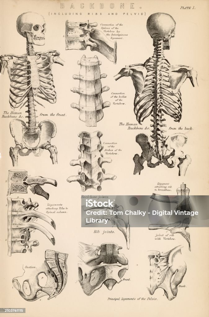Skeleton Backbone Antique Artwork Stock Illustration - Download Image ... Skeleton Backbone Antique Artwork Stock Illustration - Download Image ...