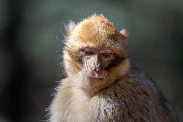 Barbary Ape Macaque Monkey - Free photo on Pixabay