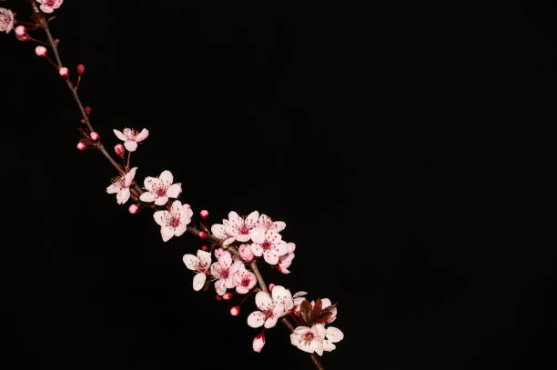 Free Stock Photo of White Flowers on Black Background | Download Free ...