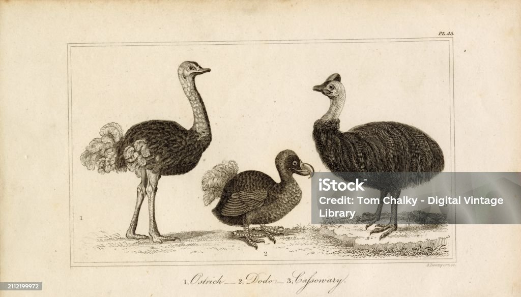 Antique Natural History Print Ostrich Dodo Cassowary Birds Engraving