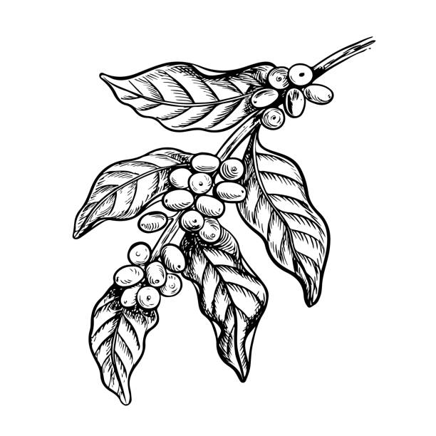 22 000 Arbre Fruit Fond Blanc Stock Illustrations Graphiques