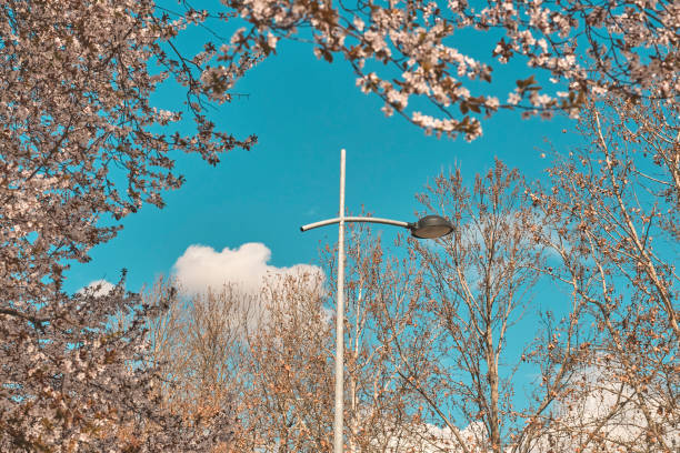 Free Stock Photo of Street Light by Flowering Tree | Download Free ...