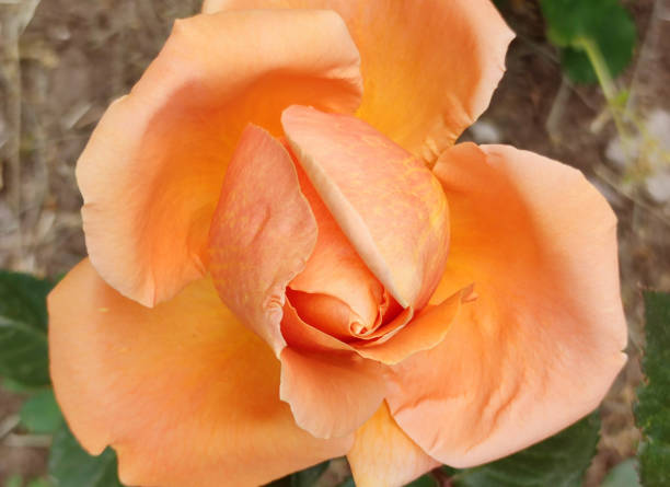Free Stock Photo of Orange Tea Rose | Download Free Images and Free ...