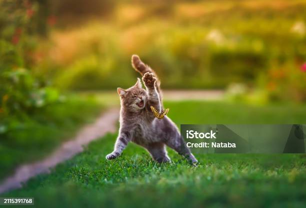 Cute Cat Catches A Swallowtail Butterfly With Its Paw Releasing Its ... Cute Cat Catches A Swallowtail Butterfly With Its Paw Releasing Its ...