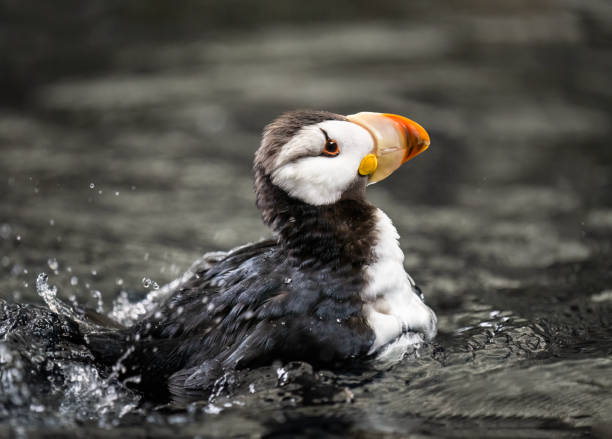 Free picture: horned, puffin, winter, plumage