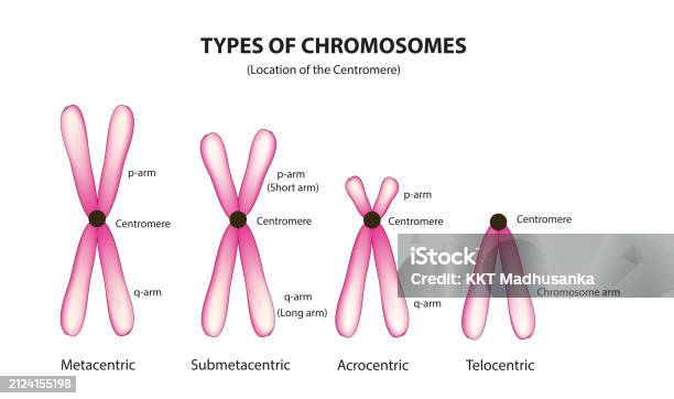 Chromosome Classification Stock Illustration - Download Image Now ... Chromosome Classification Stock Illustration - Download Image Now ...