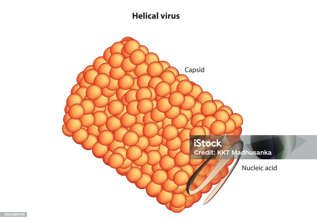 Helical Virus Stock Illustration Download Image Now Bacteriophage Bacterium Biology Istock