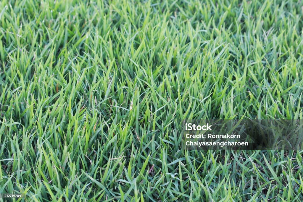Zoysia Green Grass Background Green Grass Texture Background Stock