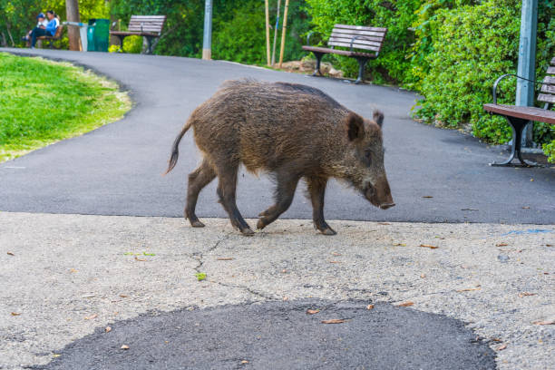 Free picture: A wild boar or a hog of a Visayan warty pig (Sus ...