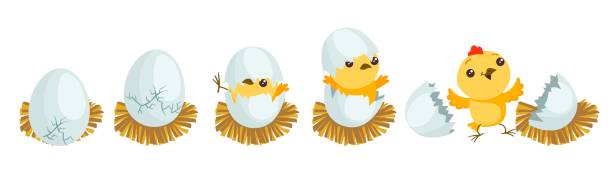 Free hatching process stock photos. Download the best free hatching ...