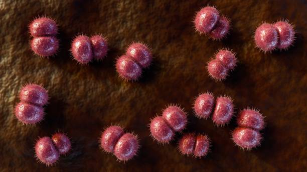 Free picture: laboratory, grown, neisseria gonorrhoeae, bacteria, colony