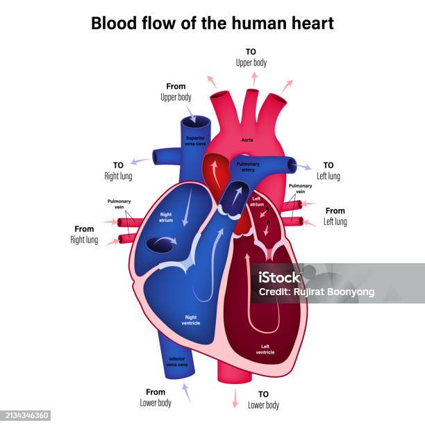 Diagram Showing Blood Flow Of The Human Heart Vector Stock Illustration ... Diagram Showing Blood Flow Of The Human Heart Vector Stock Illustration ...