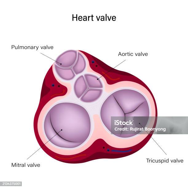 Anatomy Of Human Heart Valve Diastole Pulmonary Valve Aortic Valve