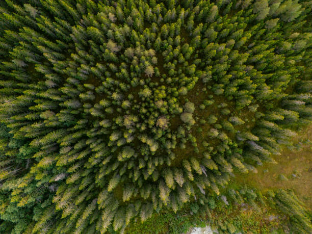 Free Stock Photo of Aerial View of a Dense Forest | Download Free ...