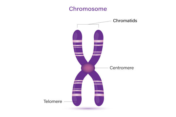 200+ Homologous Chromosomes Stock Illustrations, Royalty-Free Vector ... 200+ Homologous Chromosomes Stock Illustrations, Royalty-Free Vector ...