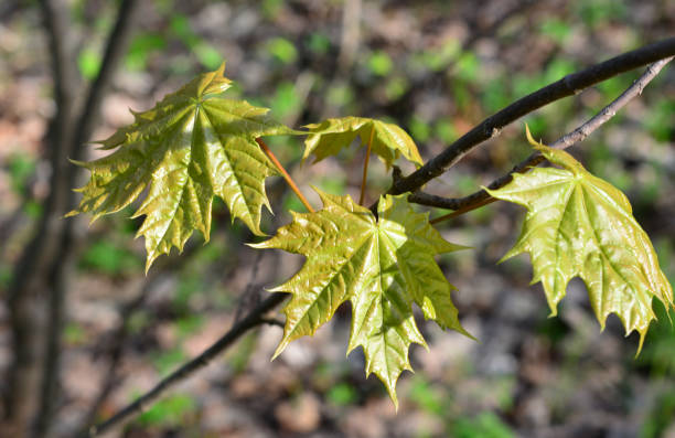Free Stock Photo of Close-up of young maple leaves | Download Free ...
