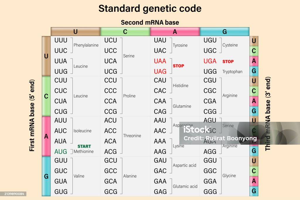 Genetic Code The Three Bases Of An Mrna Codon Amino Acid Sequence Stock