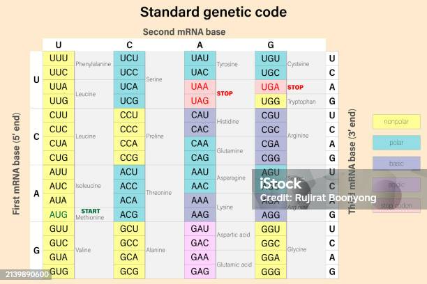 Genetic Code The Three Bases Of An Mrna Codon Amino Acid Sequence Stock