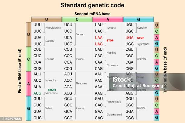 Genetic Code The Three Bases Of An Mrna Codon Amino Acid Sequence Stock