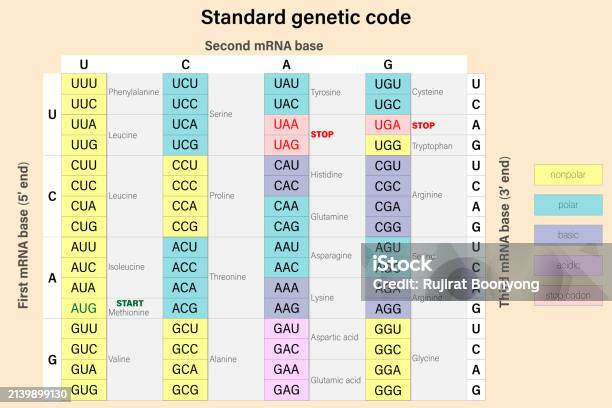 Genetic Code The Three Bases Of An Mrna Codon Amino Acid Sequence Stock