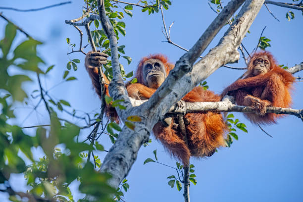 Free picture: Sumatran orangutan (Pongo abelii), a monkey that sits on ...