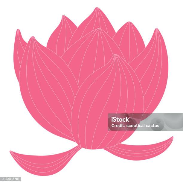 Lotus Water Lily Flower Hand Drawn Illustration Stock Illustration