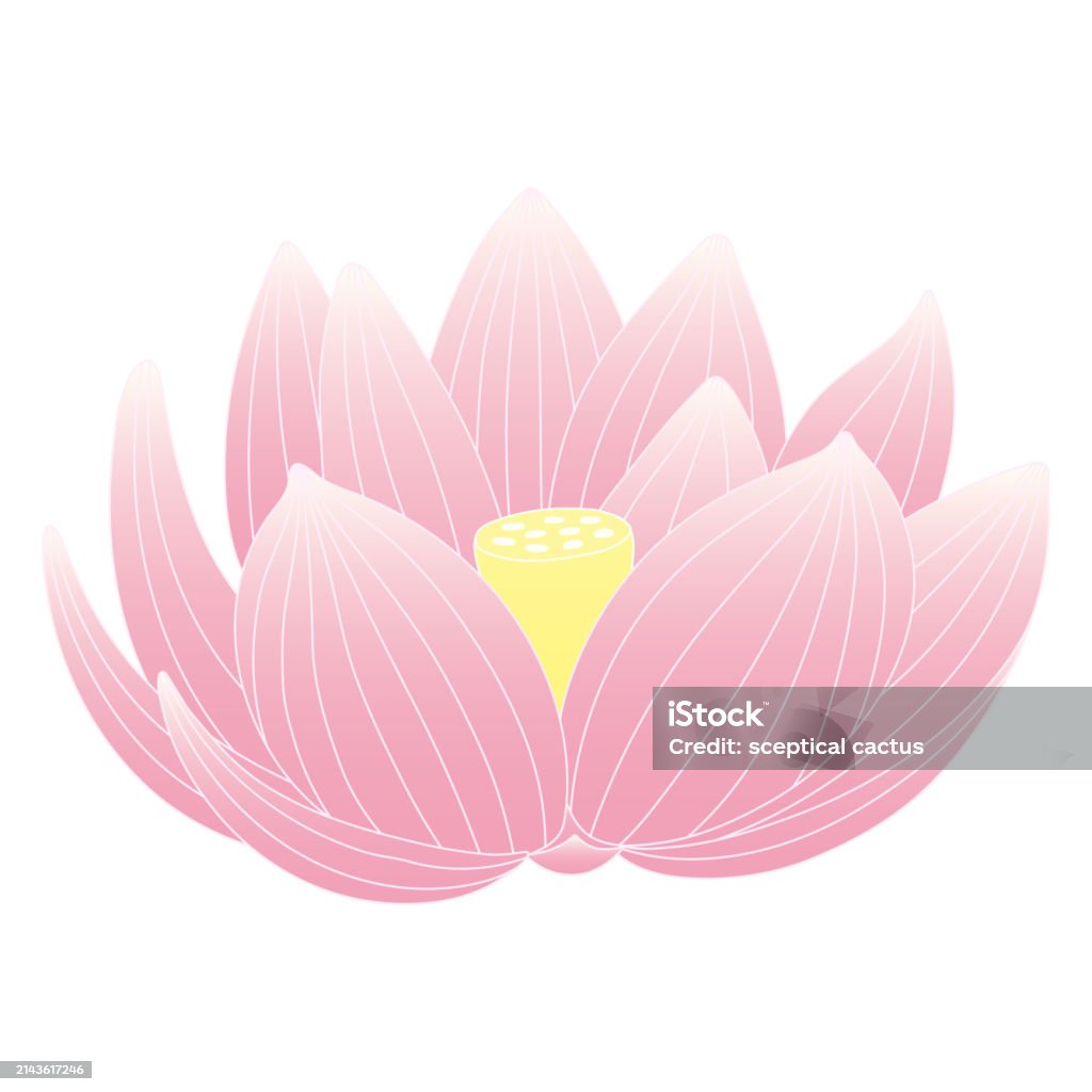 Lotus Water Lily Flower Hand Drawn Illustration Stock Illustration