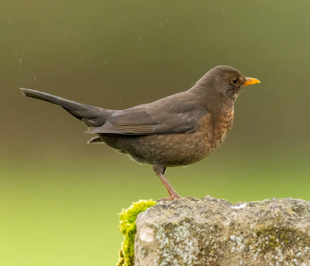 70,000+ Free Blackbird Female & Blackbird Images - Pixabay
