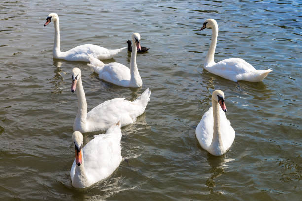 Free picture: Flock of white sweans sunbathing on riverbank