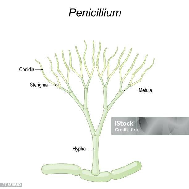 Anatomi Penicillium Struktur Jamur Mikroskopis Ilustrasi Stok Unduh Gambar Sekarang Alergi