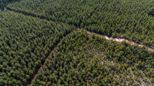 Free Stock Photo of Aerial View of a Dense Forest | Download Free ...