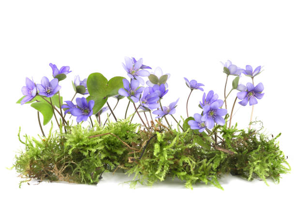 Spring Liver Flower - Free photo on Pixabay