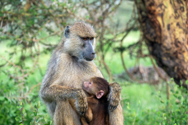 Free picture: An adorable baby of the long-tailed macaque or Balinese ...