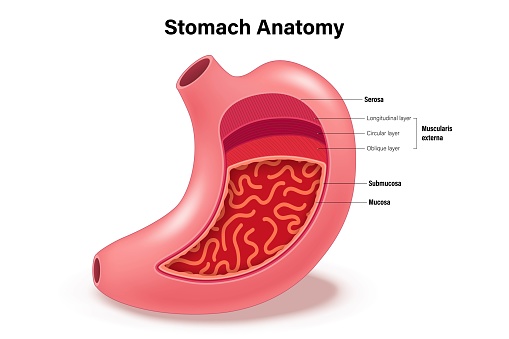 Lanatomie Du Vecteur De Lestomac Humain Organe Digestif Organe Interne