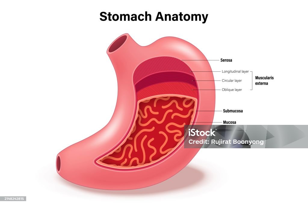 The Anatomy Of The Human Stomach Vector Digestive Organ Internal Organ Medical Education Serosa