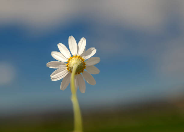Free Stock Photo of Close-up of daisy flower from below with blurred ...
