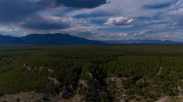 Free Stock Photo of Aerial shot of vast forest with mountains in ...
