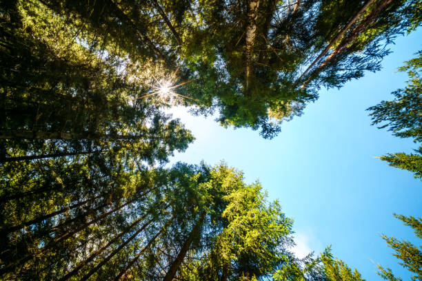 Free high resolution forest images stock photos. Download the best free ...