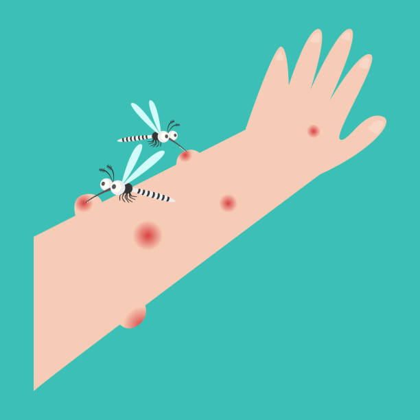 1,100+ Aedes Mosquito Stock Illustrations, Royalty-Free Vector Graphics ... 1,100+ Aedes Mosquito Stock Illustrations, Royalty-Free Vector Graphics ...