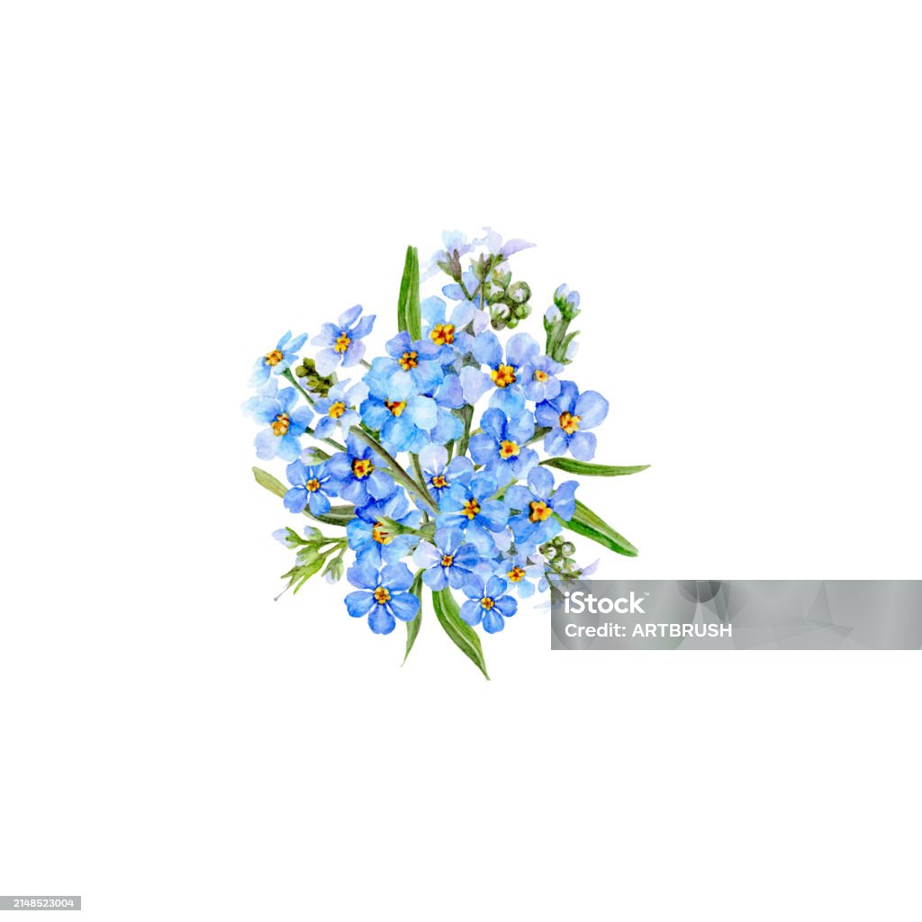 Hand Drawn Forgetmenot Bunch Stock Illustration - Download Image Now ... Hand Drawn Forgetmenot Bunch Stock Illustration - Download Image Now ...