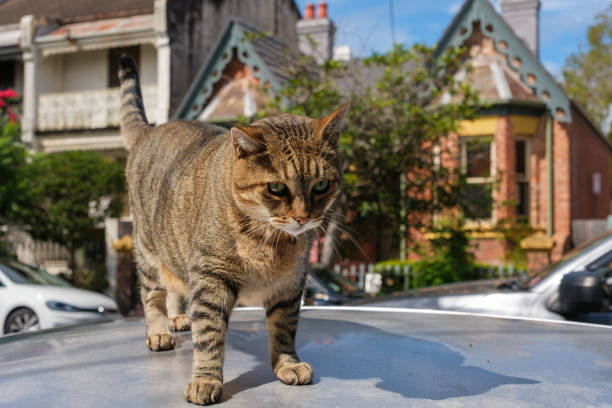 Free Stock Photo of A cat standing outside of a house | Download Free ...